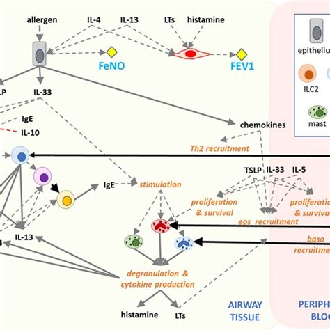 The Asthma Qsp Model Captures Numerous Immune Cell Components Across Download Scientific