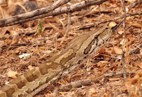 Rock Python June SaveTheHippos Info We Save Wild Hippos