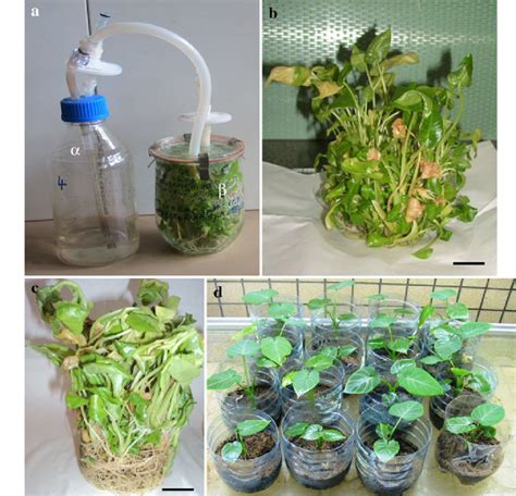Mass Propagation Of X Sagittifolium In Bioreactor A Twin Flask
