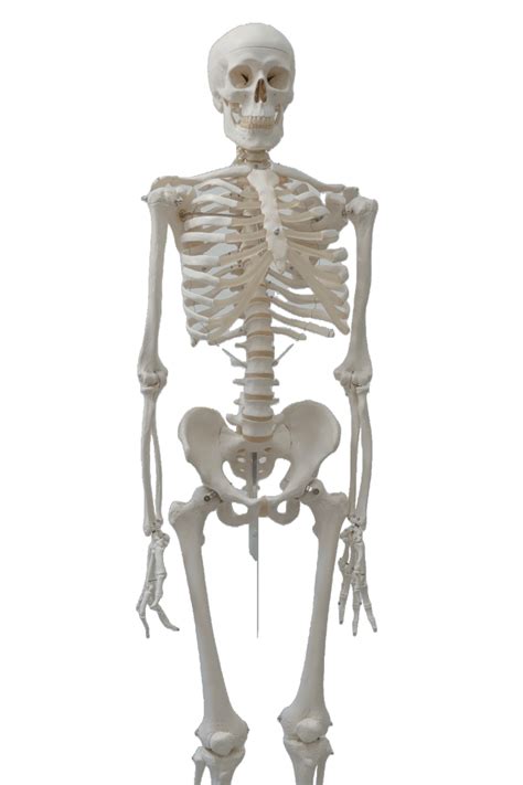 Greys Anatomy Lower Limb Mcqs Mdcat1