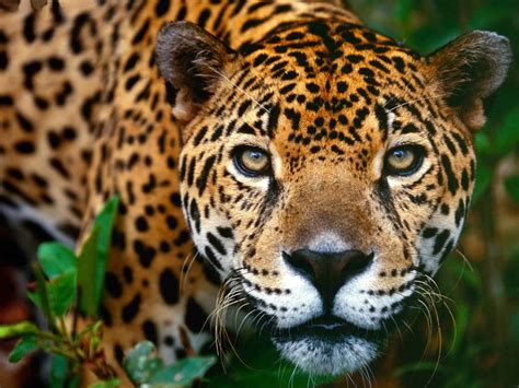 Jaguars Ecuador Forest Of Clouds