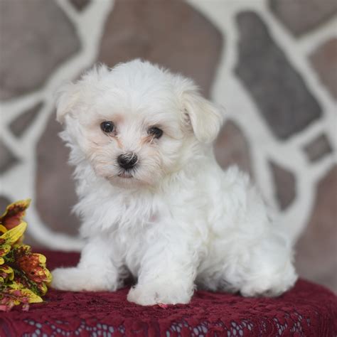 Maltese Puppies For Sale Cute Smart And Healthy Vip Puppies
