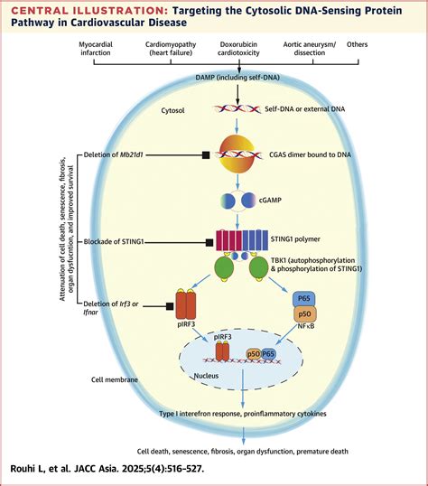 The Cgas Sting1 Pathway As A Mediator Of Innate Immune Response In