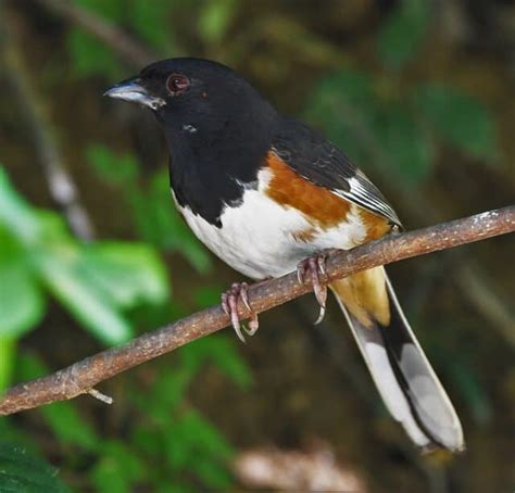 Black Birds With White Bellies Top 9 With Pictures Bird Avid