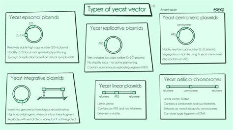 Ayraethazide — Types Of Yeast Plasmid A Quick Overview Of The