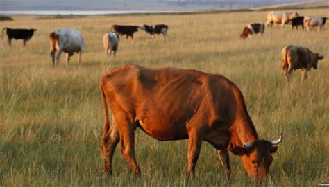 ცოცხალი ცხოველები და ცხოველური წარმოშობის პროდუქტები 7 1 ით გაიაფდა Bpn