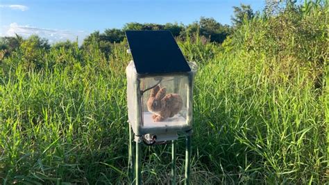 Florida Deploys Robot Rabbits To Control Invasive Burmese Pythons Discover Swns