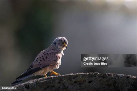 Mouse Bill Photos And Premium High Res Pictures Getty Images