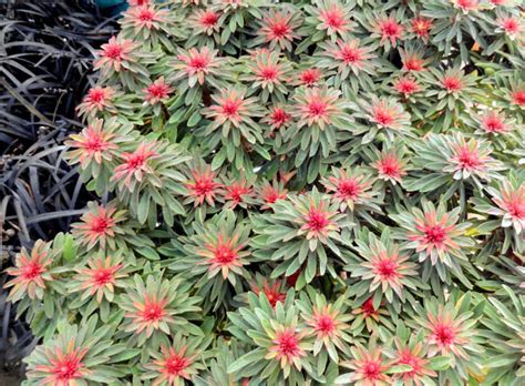 Photo 47603 Euphorbia X Martini Walbertons® Rudolph Pp17257 Plant