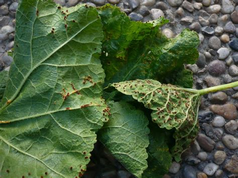 How To Get Rid Of Rust In Your Garden Dengarden