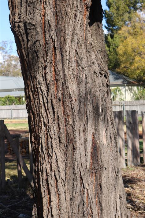 Eucalypt Bark Types Hunter Region Landcare Network