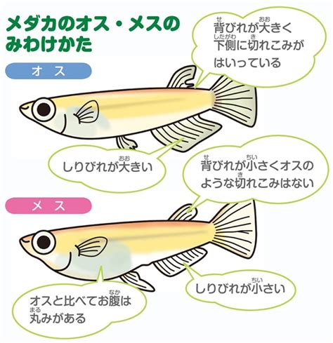 howto情報メダカの飼い方ホームセンター