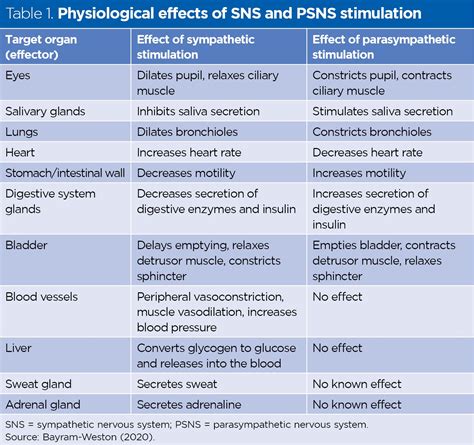 Nervous System 6 The Autonomic Nervous System Anatomy And Function