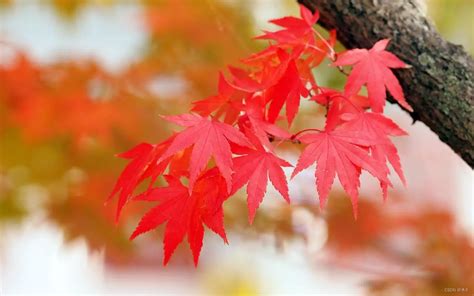 【opencv】图像融合addweighted（）函数示例和详解addweighted函数 Csdn博客