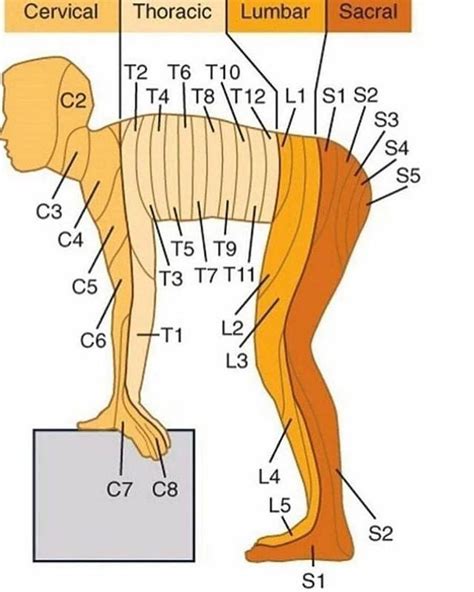 Ever 🧠 What Part Of Your Spine Controls What Part Of Your Body Dermatomes Explained Ever