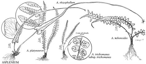 Asplenium Rhizophyllum Fna