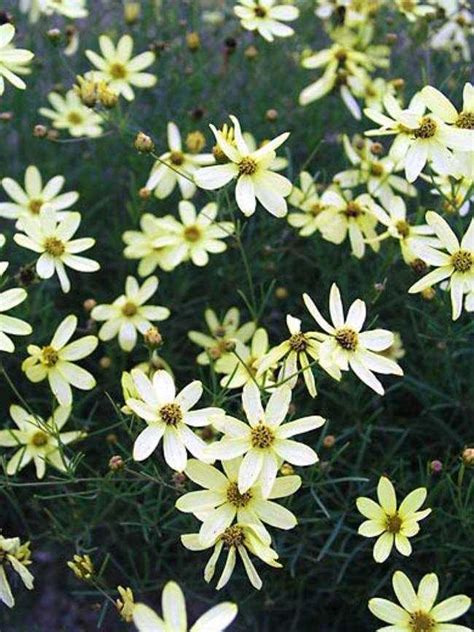 Moonbeam Coreopsis A Complete Guide To Growing And Caring For This
