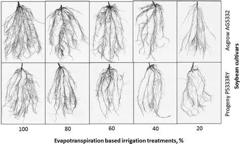 Agronomy Free Full Text Water Deficit Effects On Soybean Root