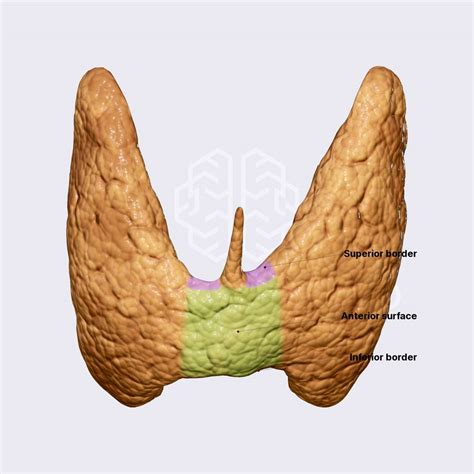 Borders And Surfaces Of Isthmus Anatomyapp
