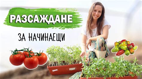 🍅🌶Разсаждане на домашен разсад чушки и домати в оранжерия Градинарство за начинаещи 🌱🖐 Youtube