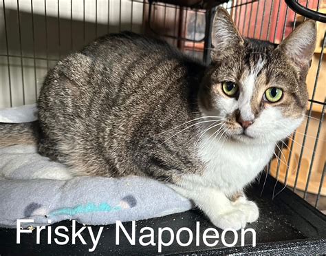 Frisky Napoleon Our Farm Sanctuary