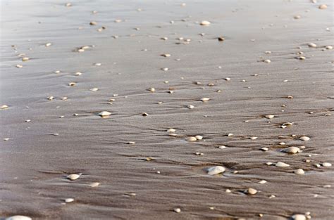 해변 조개로 가득 찬 모래와 파도의 움직임을 떠나는 흔적 0명에 대한 스톡 사진 및 기타 이미지 0명 가득 찬 거친 필름 효과 Istock