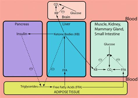 The Glucose Fatty Acid Ketone Body Cycle Randle Cycle Describing The