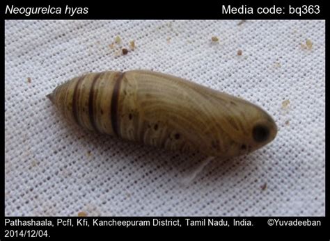 Neogurelca Hyas Walker 1856 Even Banded Hawkmoth Moths