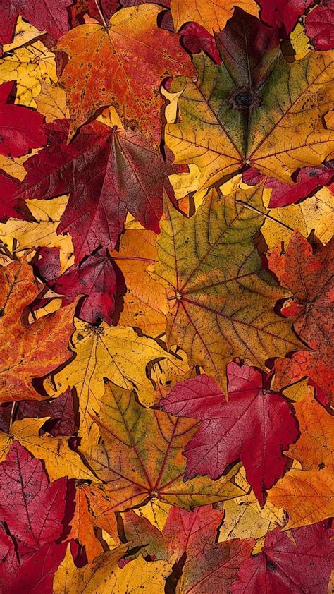 Autumn Leaves Photography