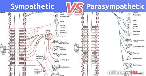 Sympathetic Vs Parasympathetic What Is The Difference Between