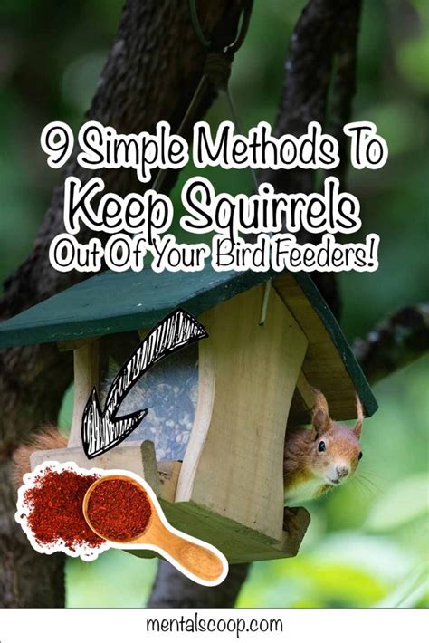 9 Simple Methods To Keep Squirrels Out Of Your Bird Feeders Mental Scoop