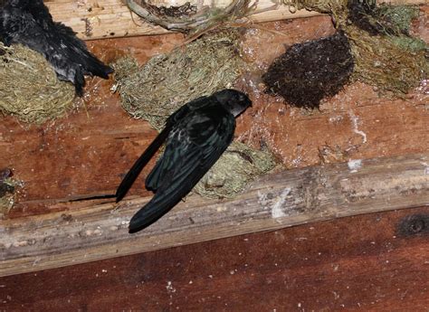 Two New Philippine Endemic Species Grey Rumped Swiftlet And Ridgetop Swiftlet Wild Bird Club