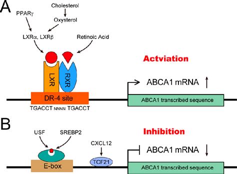 Figure 1 From Role Of Abca1 In Cardiovascular Disease Semantic Scholar