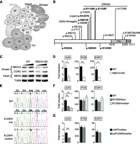 Human Mediator Complex Composition And Med12 Mutations A Global
