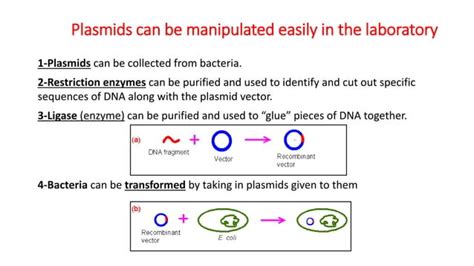 Plasmid Genetic Engineering Pptx Chemistry Science