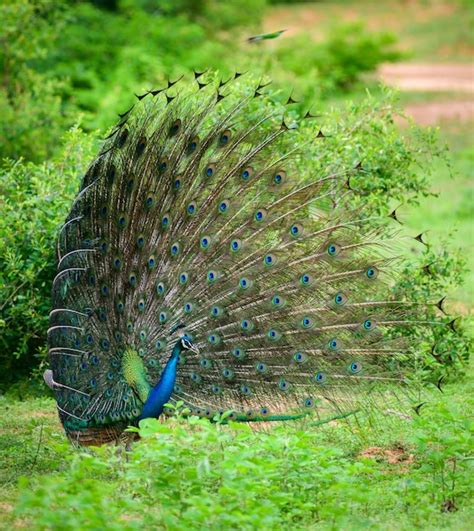 Images De Habitat Du Paon Téléchargement Gratuit Sur Freepik