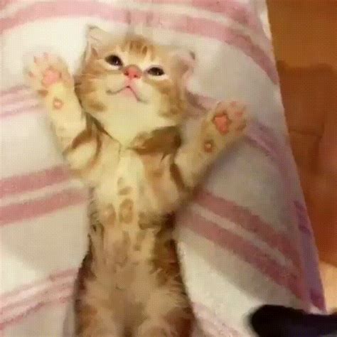 Way Too Cute R Aww