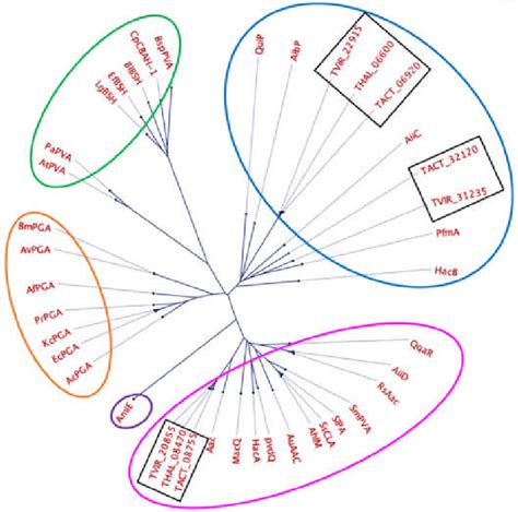 Phylogenetic Tree Showing The Relationship Between The Putative Download Scientific Diagram