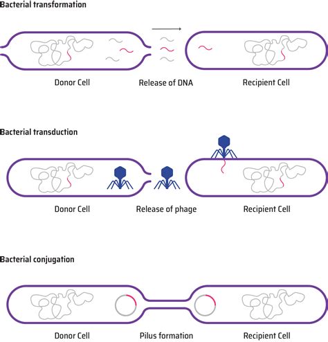Transformation Bacterial