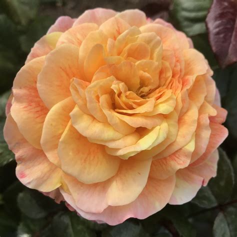 Mum And Dad Rose Striped Floribunda Rose The Fragrant Rose Company