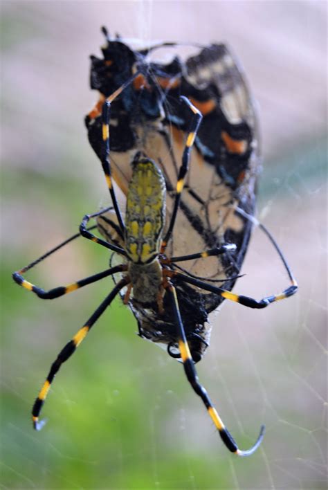 Joro Spider Update Controlling This Invasive Species