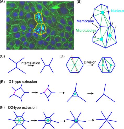Illustration Of The Model Of Cell Monolayer Containing Cytoskeletal