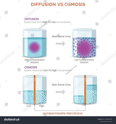 Diffusion Movement Particles High Low Concentration Stock Vector Royalty Free 2546430529