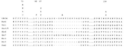 Partial Amino Acid Sequence Alignment Of Yeast Ubc Enzymes Protein