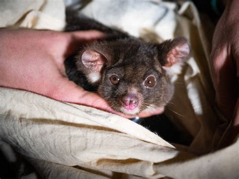 Tiny Trackers Give Up Gliders Secrets After Bushfires
