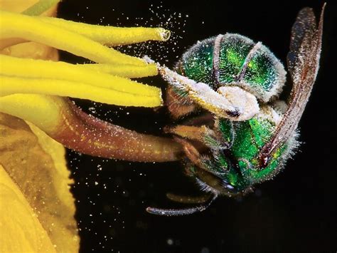 More Pollen Grains Are Deposited When The Pollinators Body Is The Same Size Or Wider Than The