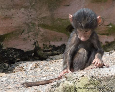 A Young Baboon Playing - Digital Images