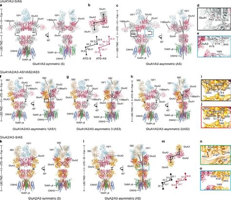 Structures Of The Dimeric Glua1 Glua2 Receptor Trimeric Download Scientific Diagram