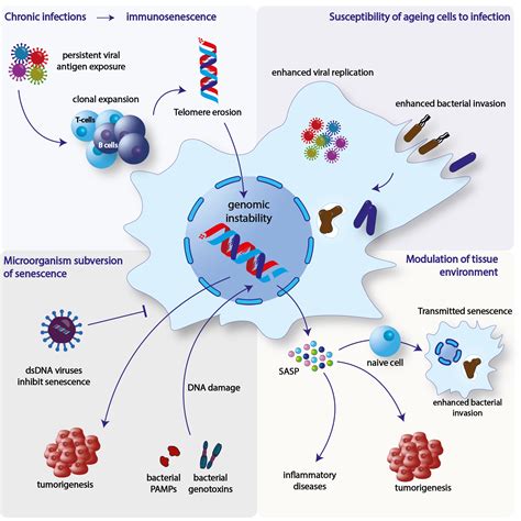 Senescence And Hostpathogen Interactions