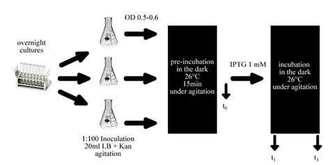 Bacterial Induction Scheme Download Scientific Diagram